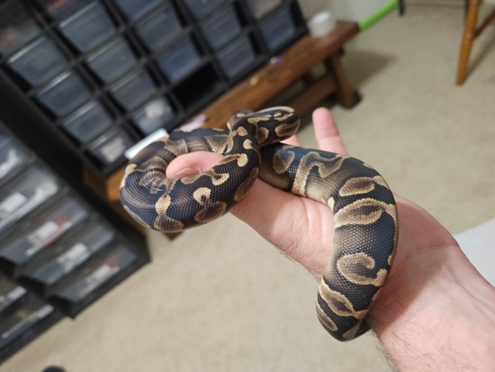 GHI Redstripe Ball Python by Clayton's Ball Pythons