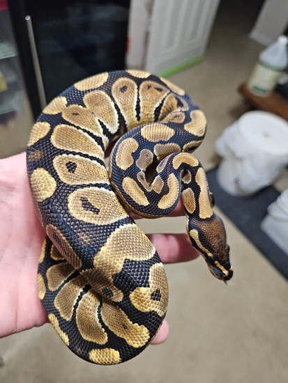 Nomal Ball Python by Clayton's Ball Pythons