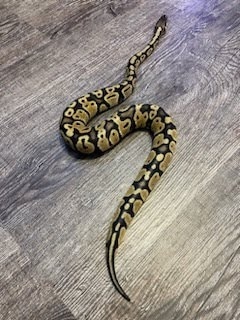Pastel Ball Python by Clayton's Ball Pythons