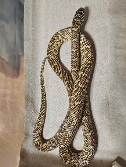 Mutt/Norm Florida Kingsnake by Clayton's Ball Pythons