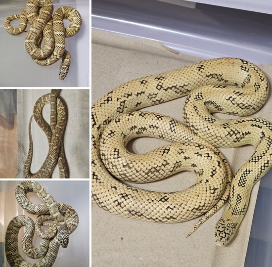 Group Of 5!!!! Florida Kingsnake by Clayton's Ball Pythons
