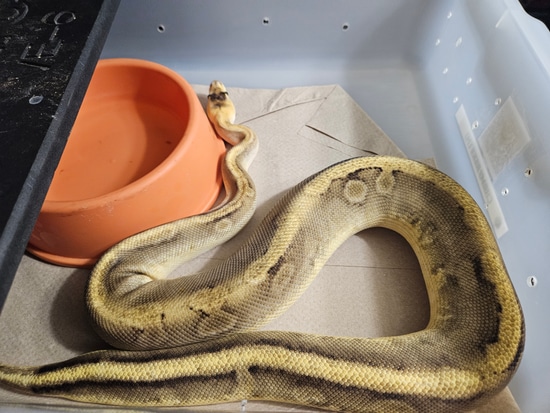 Champagne Ball Python by Clayton's Ball Pythons