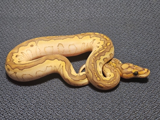 Pastel Lesser Clown Ball Python by Clayton's Ball Pythons