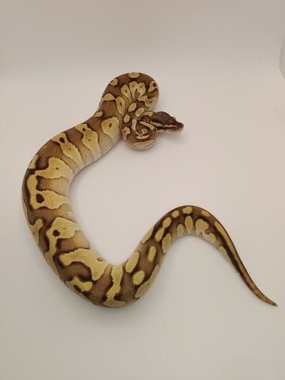Lesser Specter Pastel Ball Python by Clayton's Ball Pythons