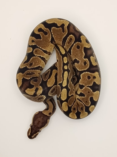 Gravel Ball Python by Clayton's Ball Pythons
