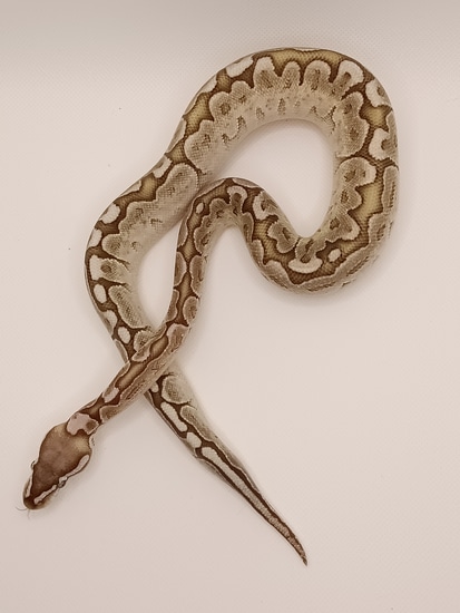 Bamboo Ball Python by Clayton's Ball Pythons