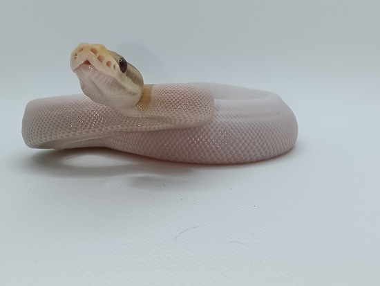 Cinnamon Banana Pied Ball Python by Clayton's Ball Pythons