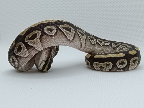MOJAVE Ball Python by Clayton's Ball Pythons