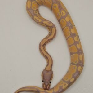 Cinnamon Enchi Banana Het Pied Ball Python by Clayton's Ball Pythons
