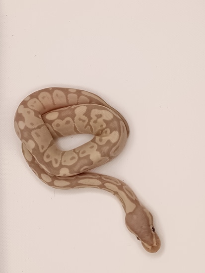Vanilla Banana Ball Python by Clayton's Ball Pythons