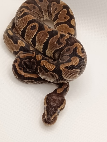 GRAVEL Ball Python by Clayton's Ball Pythons