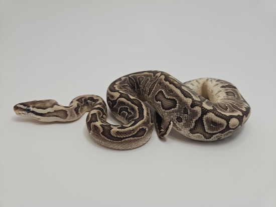 Leopard Bamboo Ball Python by Clayton's Ball Pythons