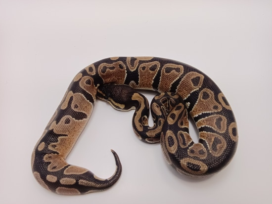 Normal Ball Python by Clayton's Ball Pythons