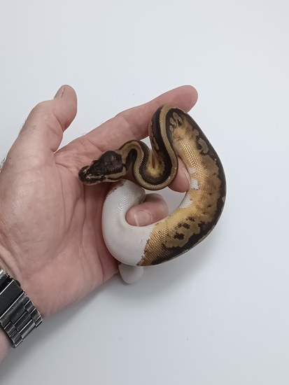 Normal Pied Ball Python by Clayton's Ball Pythons