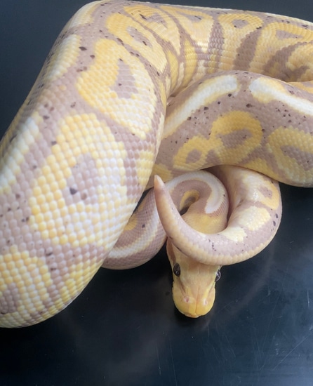 Male Banana Cinnamon (Super) Spotnose Ball Python by 10:16 Reptiles