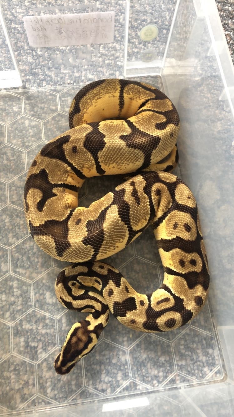 Pastel Enchi Probable HIOD Het Pied Ball Python by 101_exotics ...