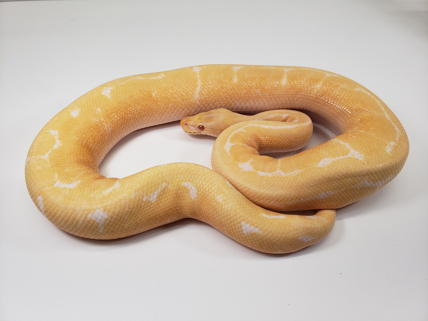 Albino Spider Ball Python by BADD Reptiles - MorphMarket