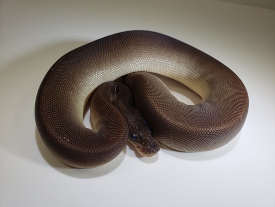 Super Cinnamon Het G-stripe Or G-stripe Gargoyle 1f Ball Python by BADD ...