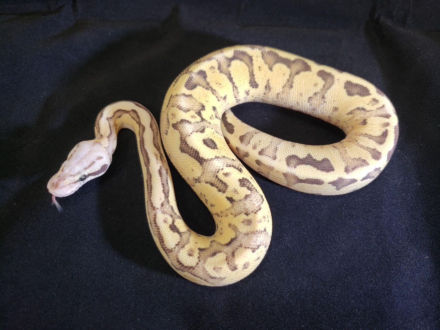 Vanilla Scream 1m Ball Python by BADD Reptiles - MorphMarket