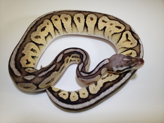 Pewter Vanilla 1f Ball Python by BADD Reptiles