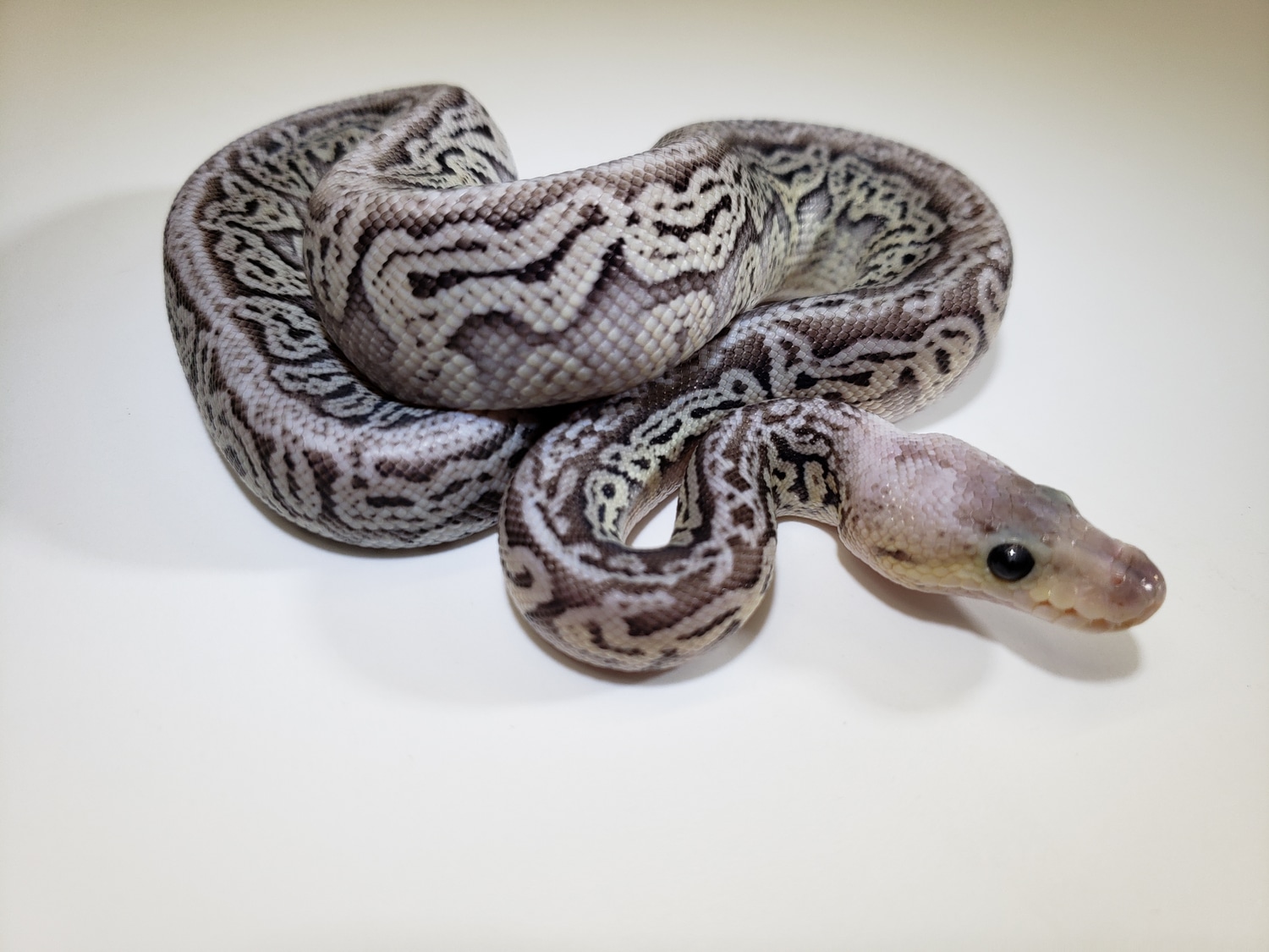 Super Pastel Red Axanthic 1m Ball Python by BADD Reptiles - MorphMarket