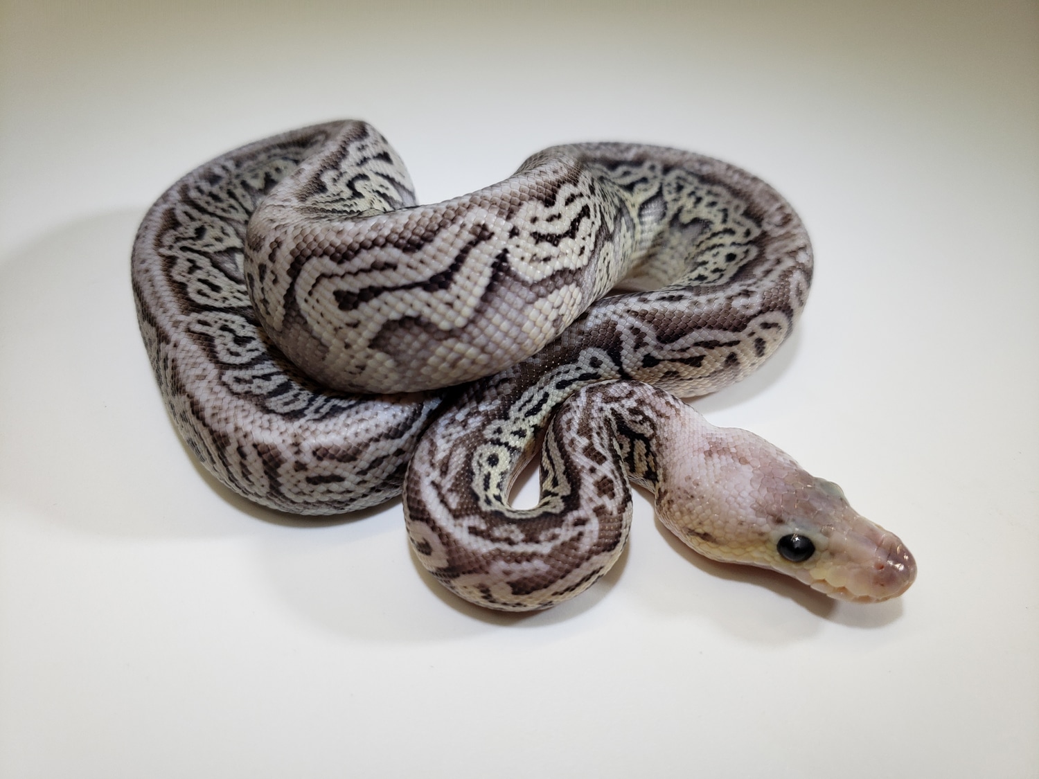Super Pastel Red Axanthic 1m Ball Python by BADD Reptiles - MorphMarket