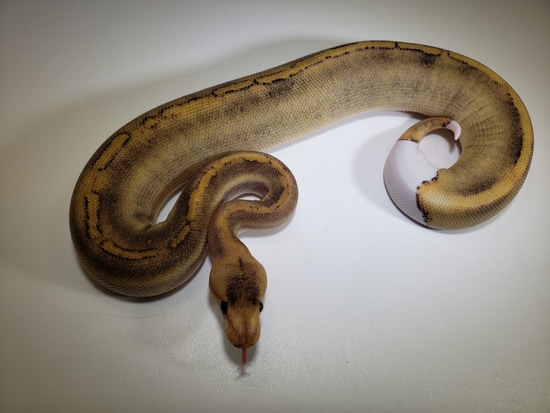 Champagne Het Pied 50 Het Ghost 2f Ball Python by BADD Reptiles