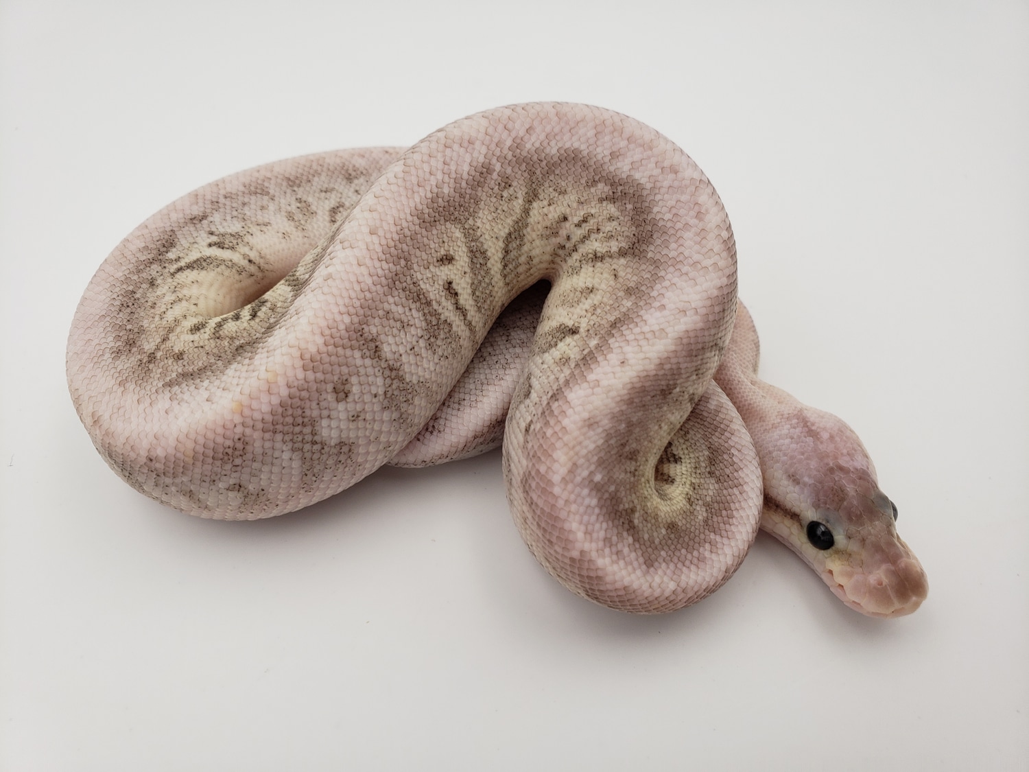 Gargoyle Firefly Ball Python by BADD Reptiles - MorphMarket