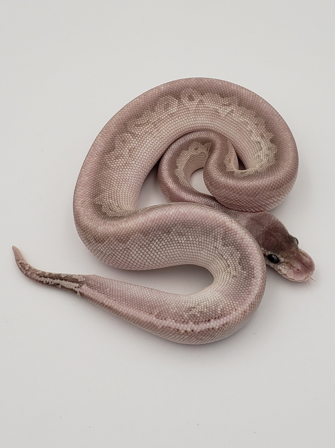 Gargoyle Lesser Pastel Ball Python by BADD Reptiles - MorphMarket
