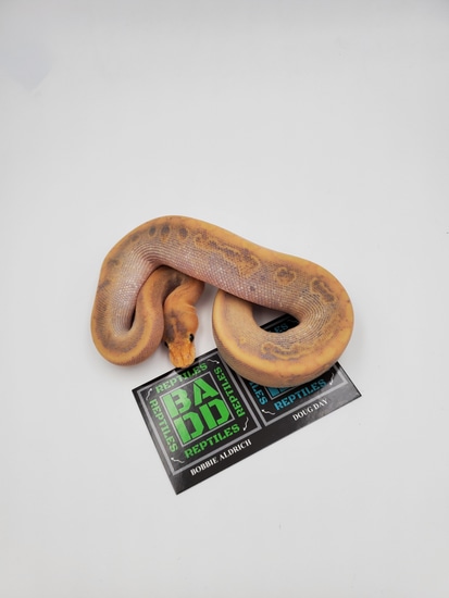 MIMOSA M1 Ball Python by BADD Reptiles
