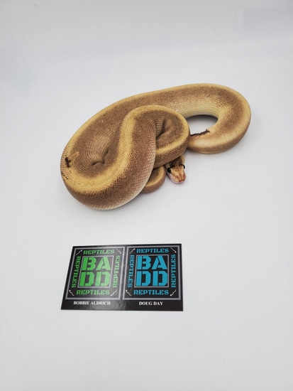 CHAMPAGNE CINNAMON Het Ghost Ball Python by BADD Reptiles
