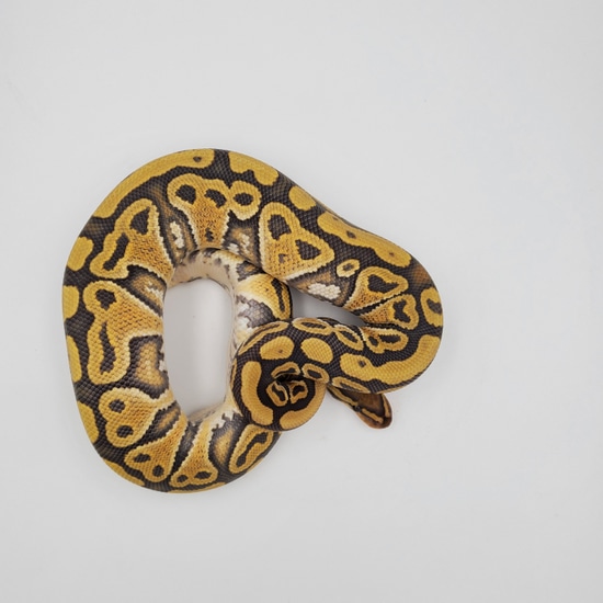 GHOST 66% Het Clown M2 Ball Python by BADD Reptiles