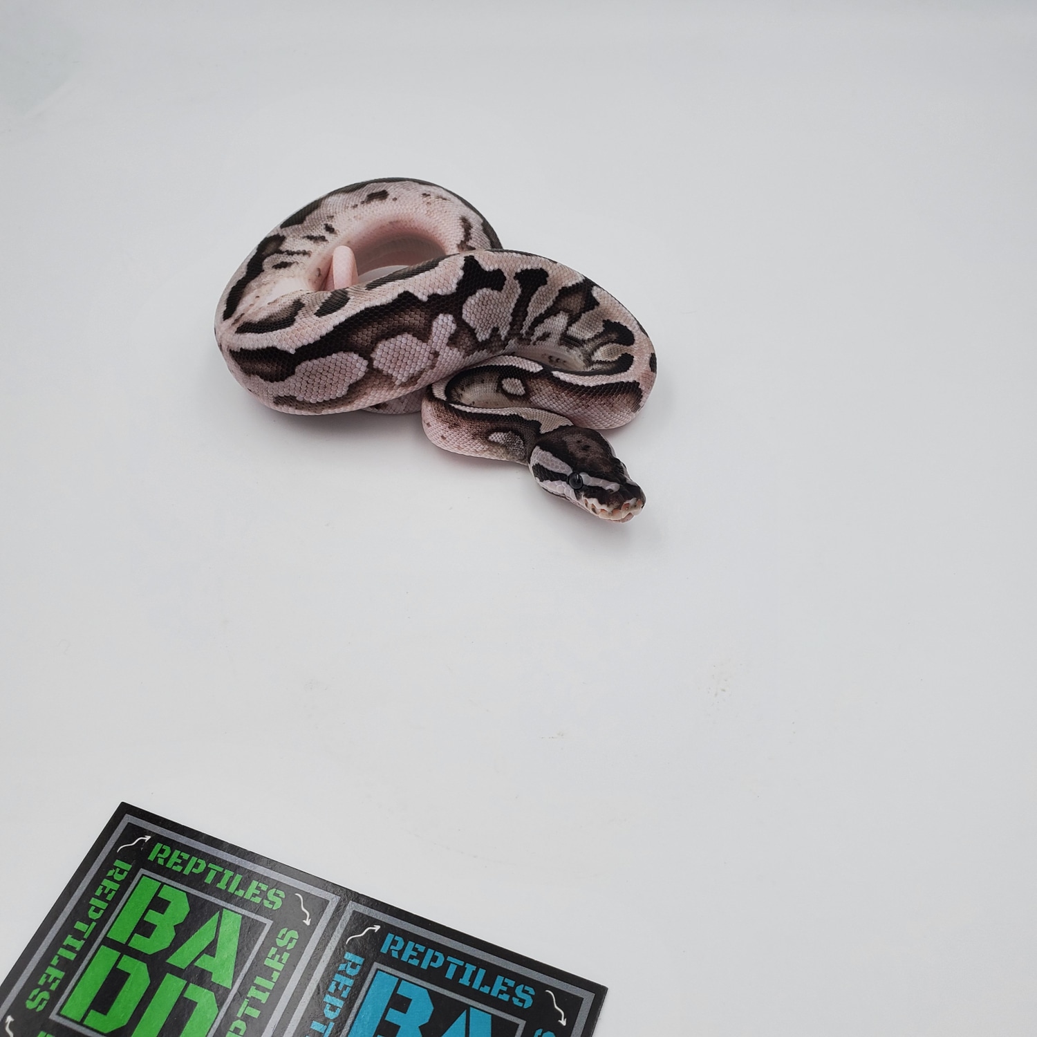 VPI AXANTHIC PIED Pos Het Albino Ball Python by BADD Reptiles - MorphMarket
