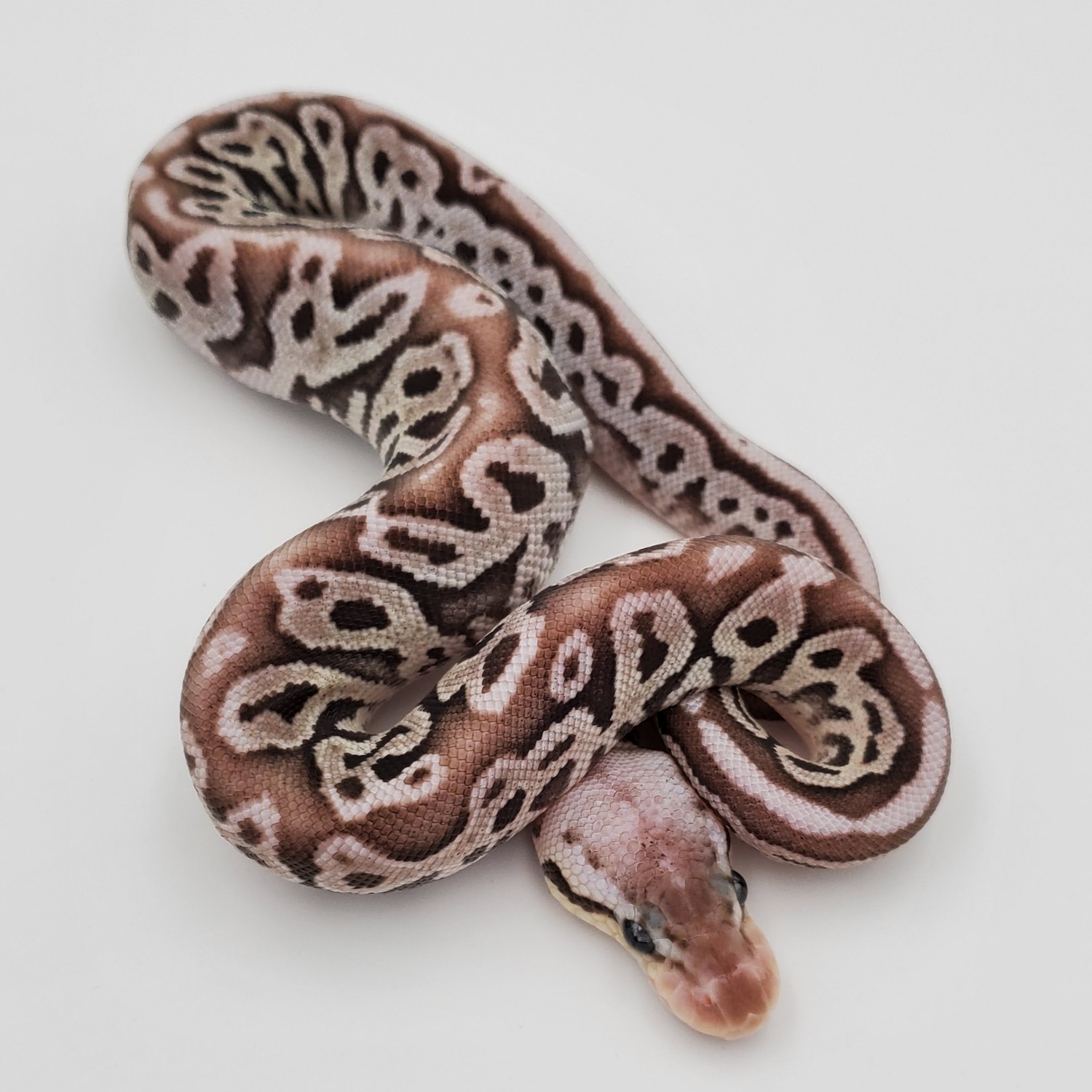 Red Axanthic Fire Kp Pastel Ball Python by BADD Reptiles - MorphMarket