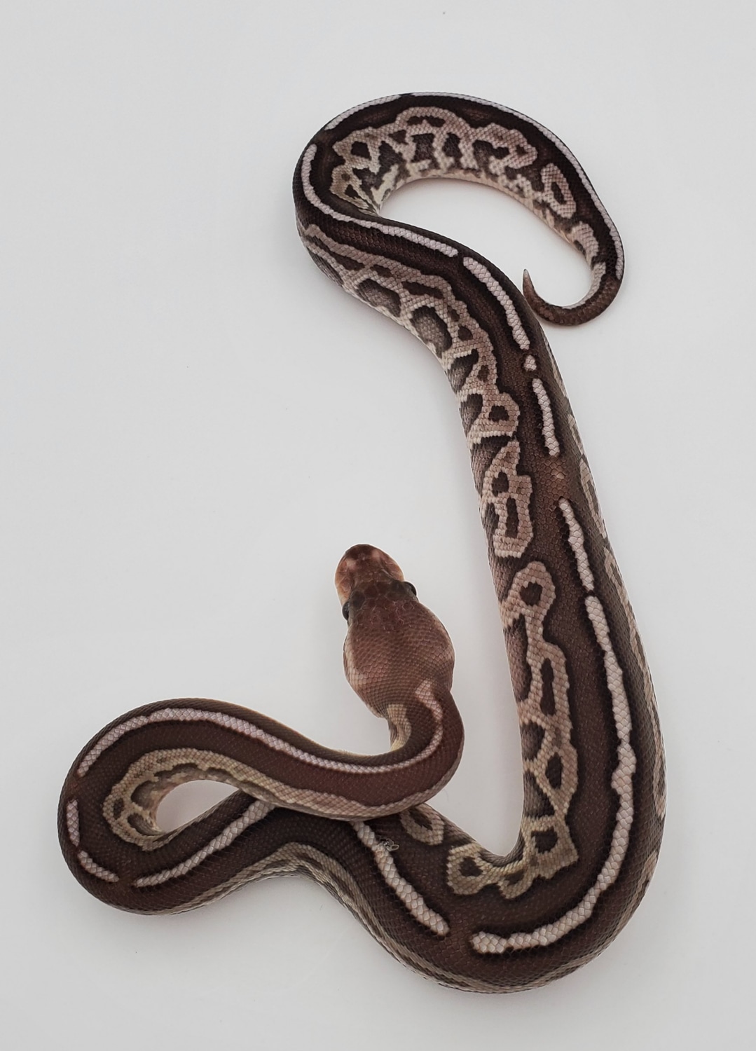 Gargoyle Fire Ball Python by BADD Reptiles - MorphMarket