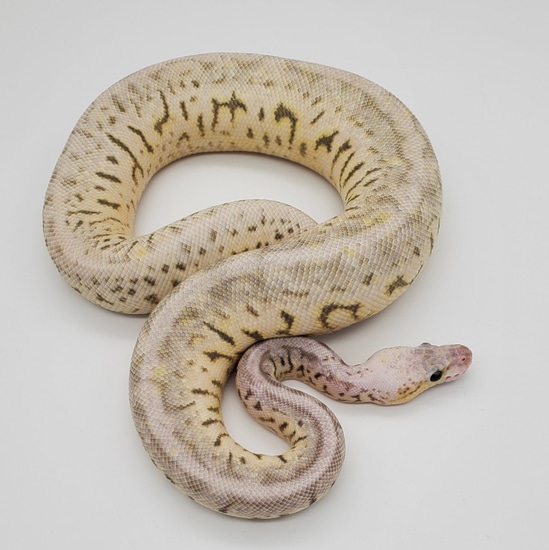 Killer Bee Red Axanthic Kp Ball Python by BADD Reptiles