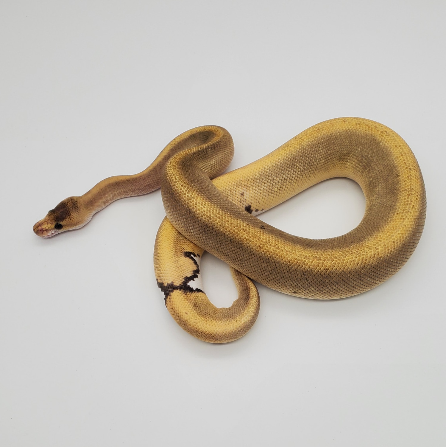 CHAMPAGNE CINNAMON Het Ghost Het Genetic Stripe Ball Python by BADD ...