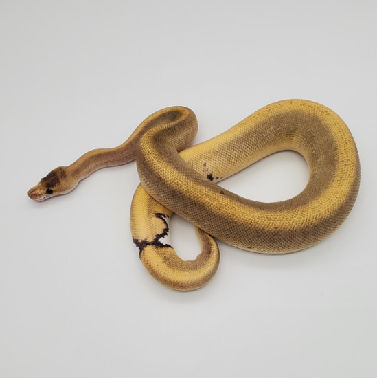 CHAMPAGNE CINNAMON Het Ghost Het Genetic Stripe Ball Python by BADD ...