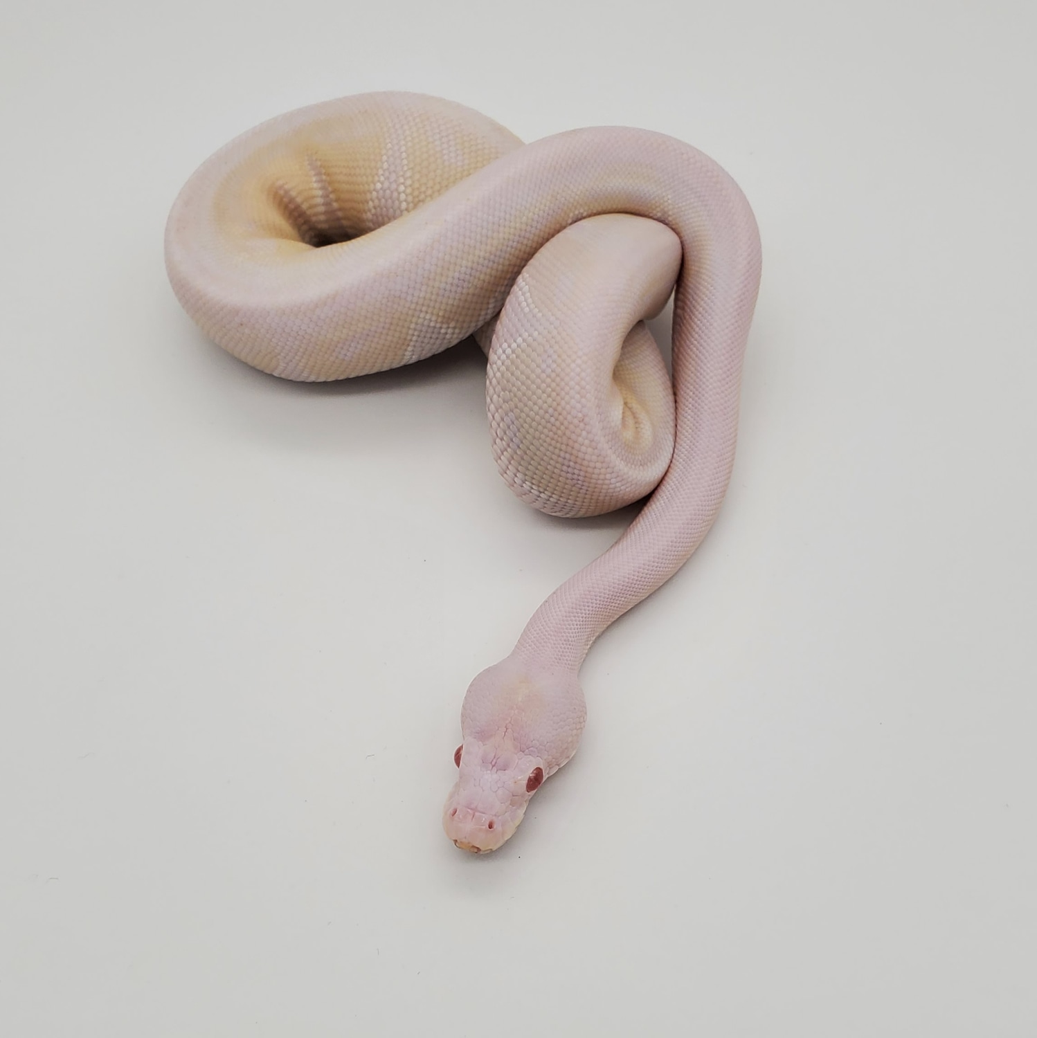 Vpi Snow Ball Python by BADD Reptiles - MorphMarket