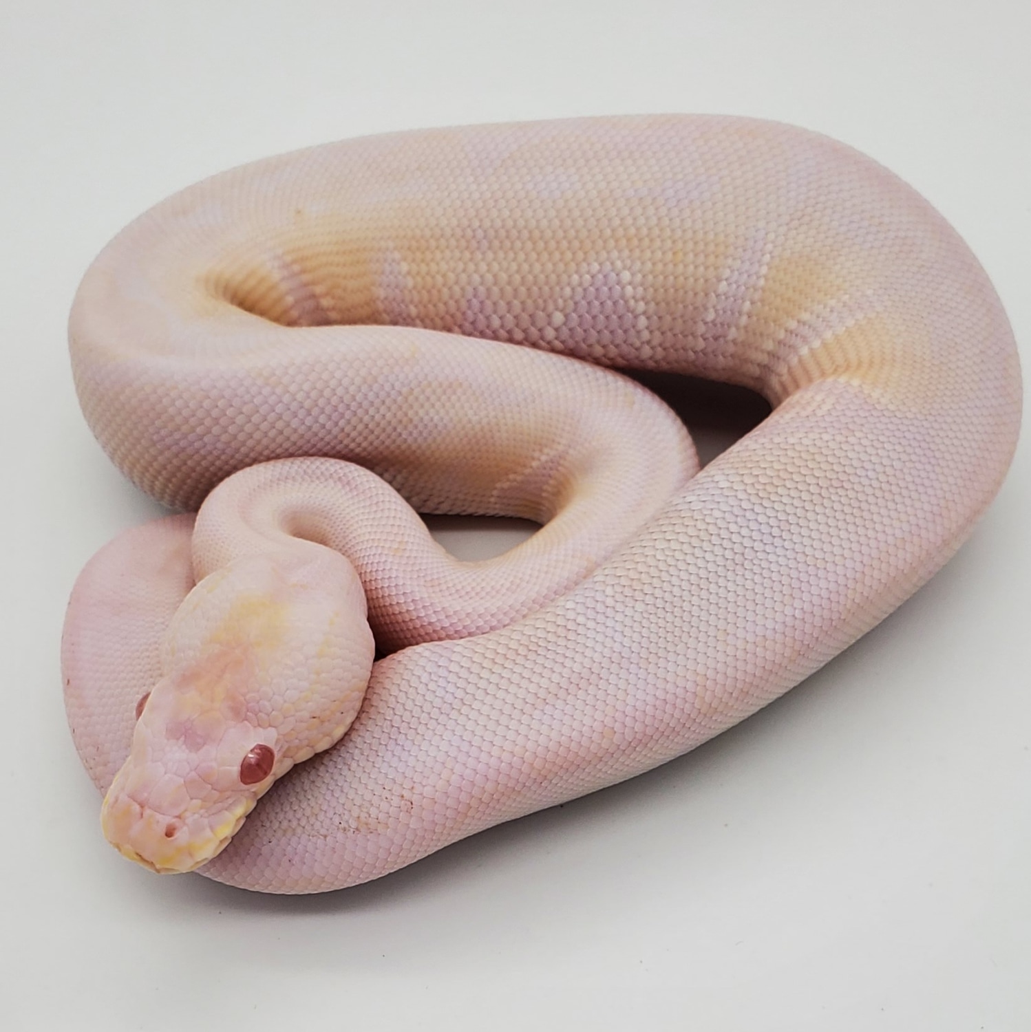 Vpi Snow Ball Python by BADD Reptiles - MorphMarket