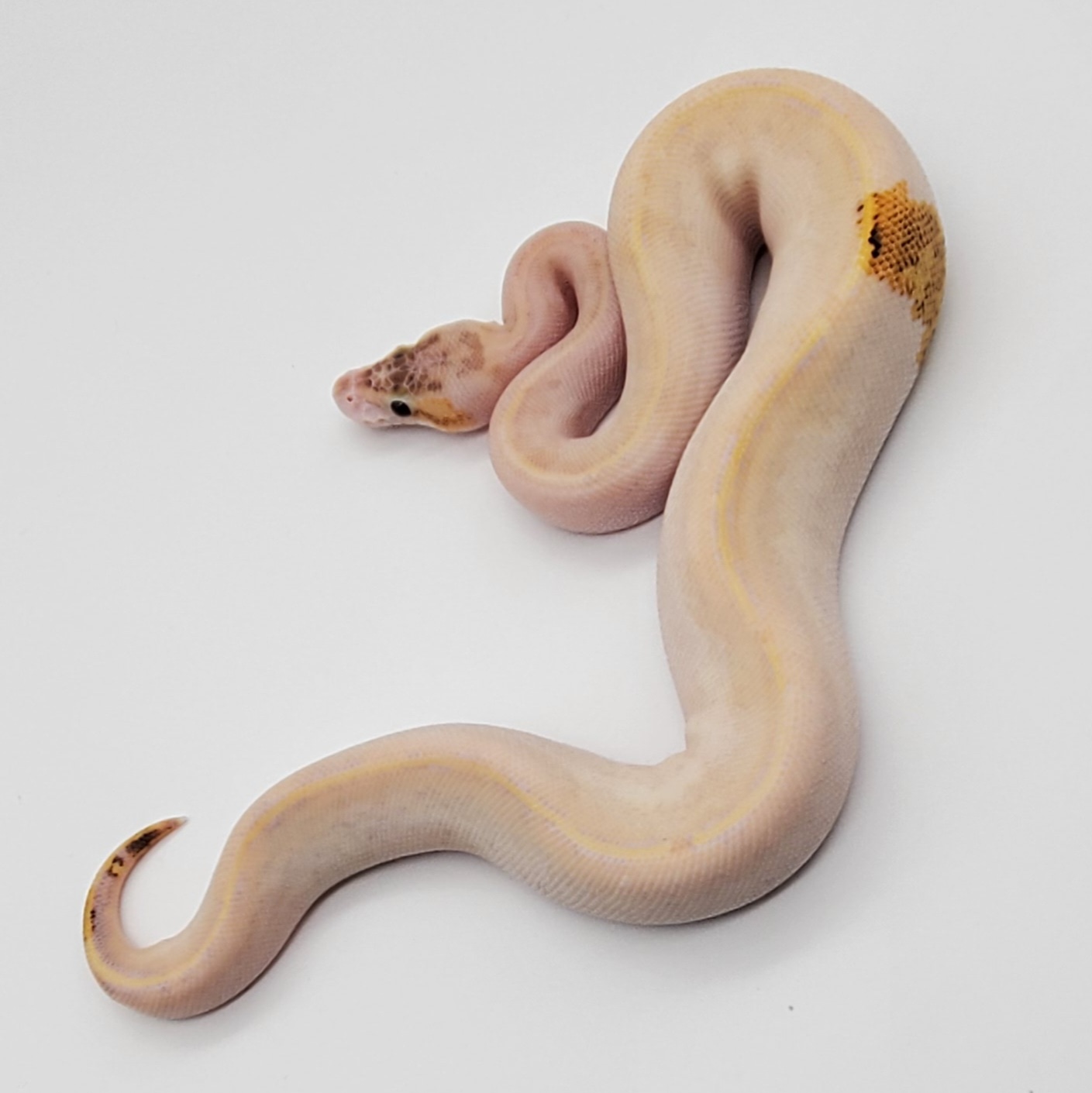 Ivory Pos Pastel Paradox Chimera Ball Python by BADD Reptiles - MorphMarket