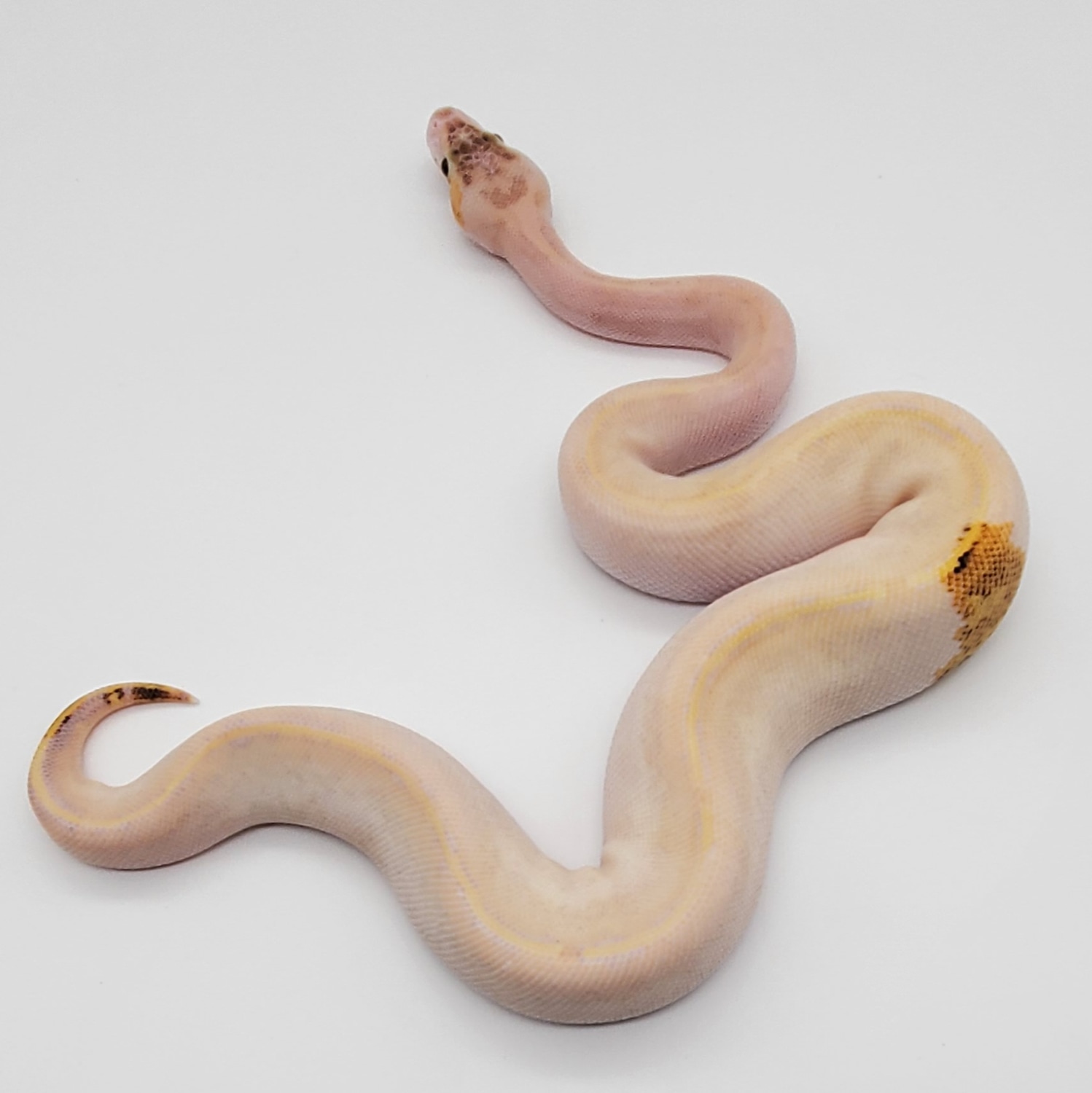 Ivory Pos Pastel Paradox Chimera Ball Python by BADD Reptiles - MorphMarket