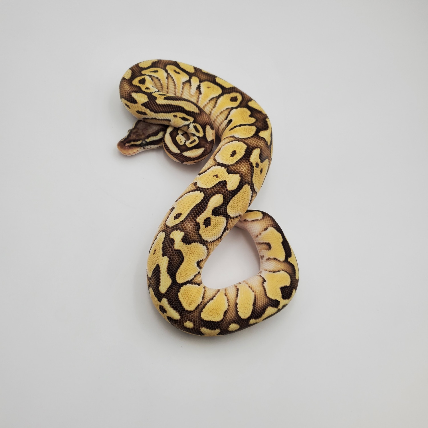 LESSER PASTEL Het Ghost Ball Python by BADD Reptiles - MorphMarket