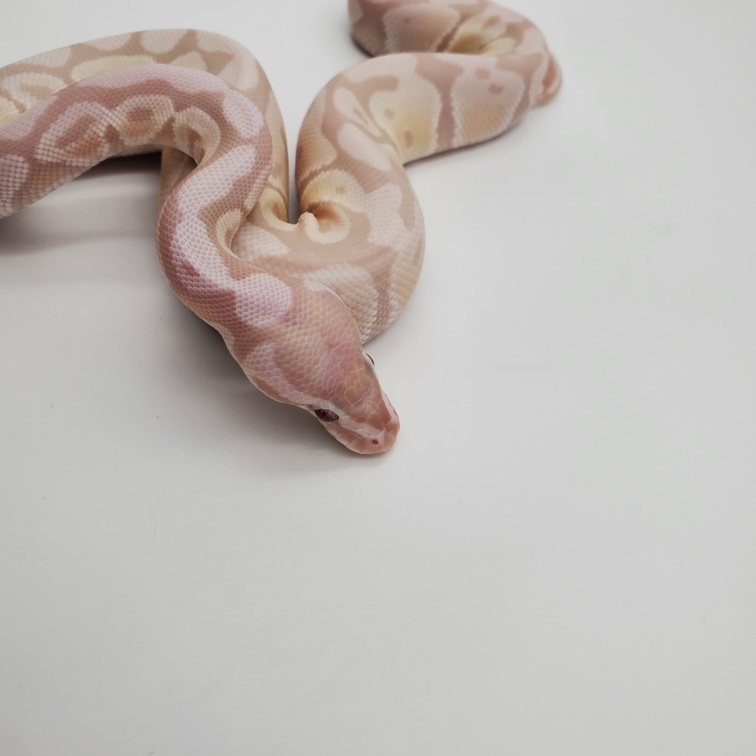 Lavender Snow Ball Python by BADD Reptiles - MorphMarket