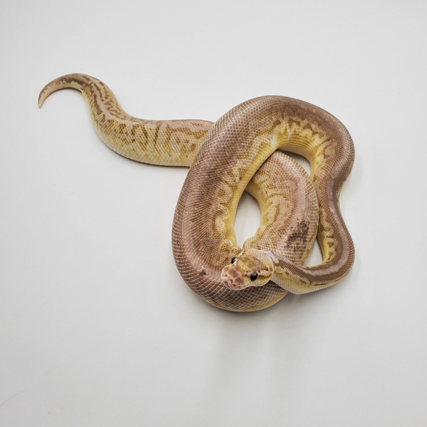 Red Axanthic Lesser Pastel Spider Ball Python by BADD Reptiles ...