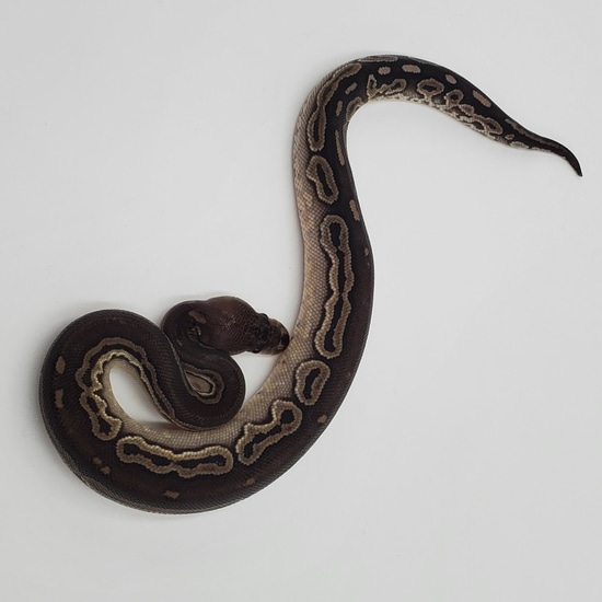 Gargoyle Vanilla Ball Python by BADD Reptiles