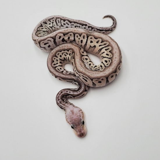 Red Axanthic Super Pastel Kpg Vanilla Ball Python by BADD Reptiles