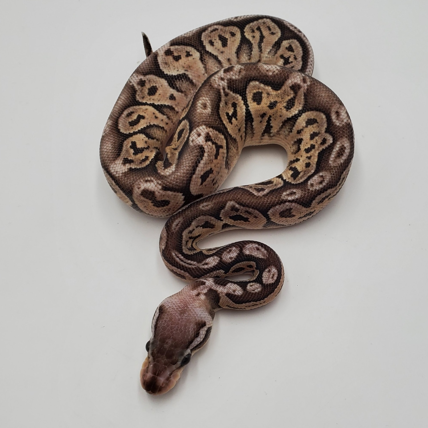 Black Pewter Vanilla Ball Python by BADD Reptiles - MorphMarket
