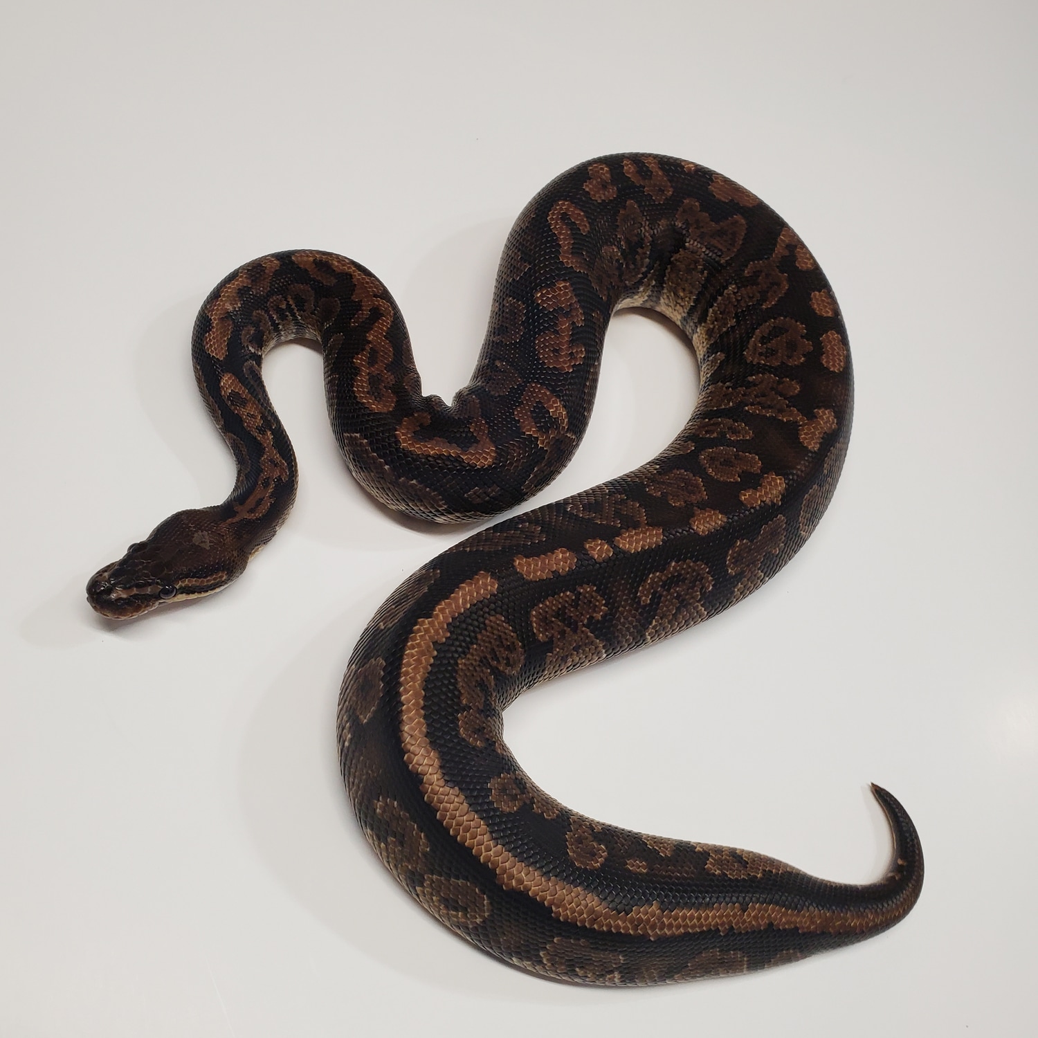 Super Sherg Het Red Ball Python by BADD Reptiles - MorphMarket