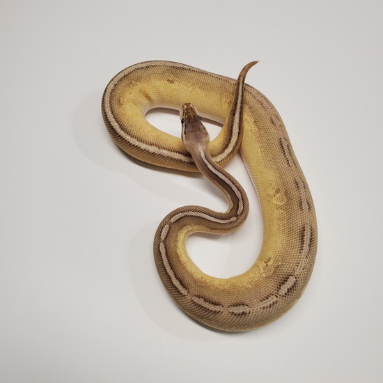 Pewter Lesser Sherg Ball Python by BADD Reptiles